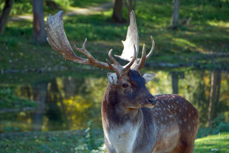 Wildpark Ernstbrunn: Wildtiere hautnah erleben