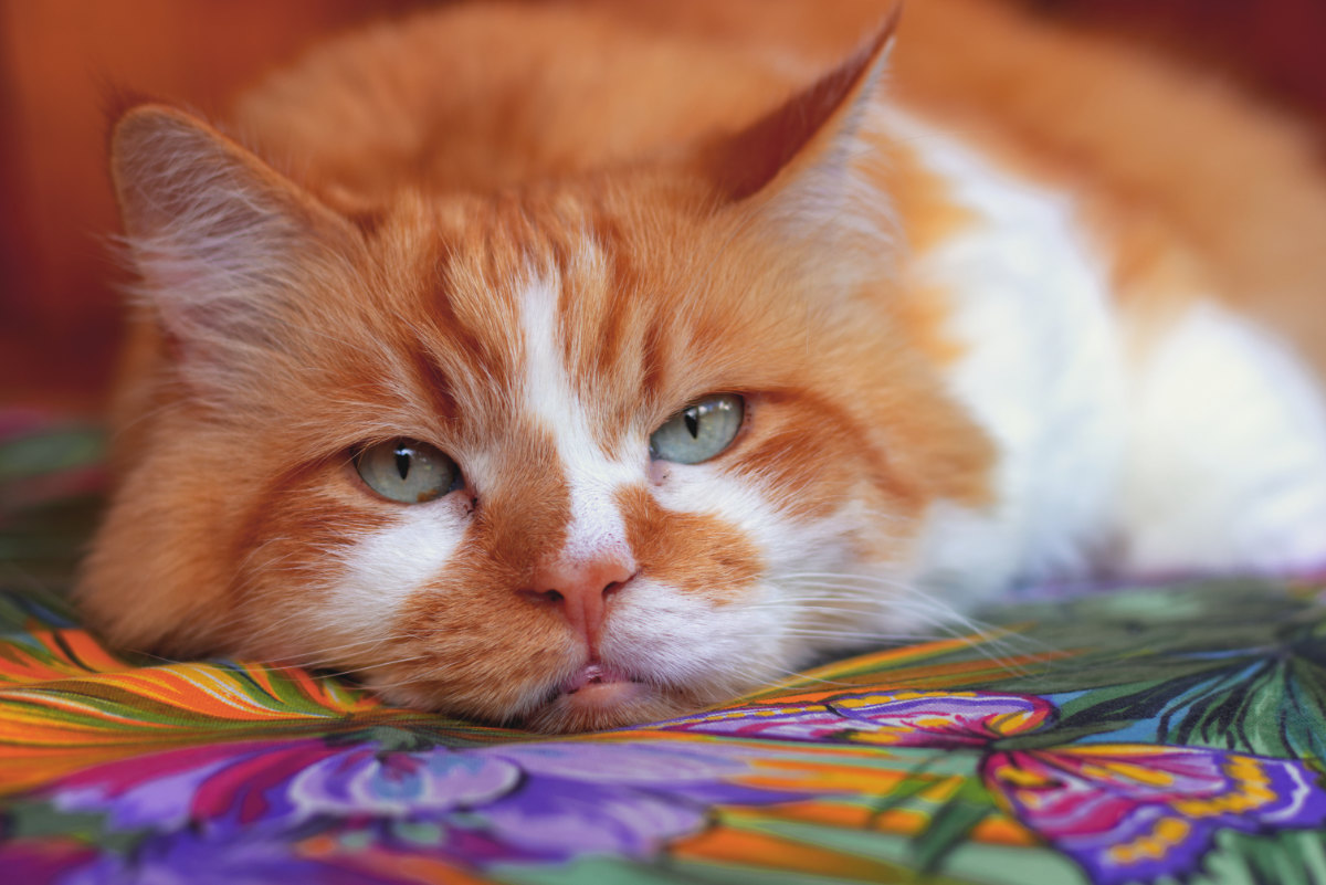 Katzen fotografieren: Die ultimative Anleitung für deine Katzenfotos