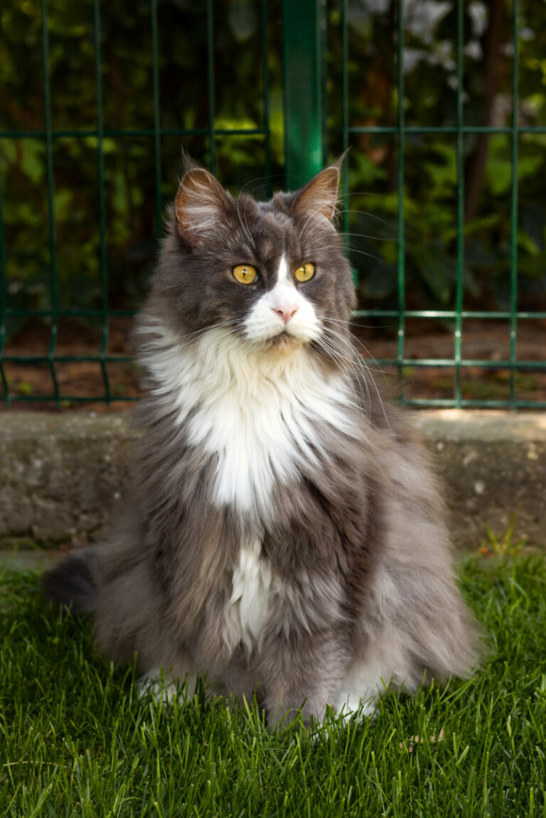 Katzen fotografieren: Die ultimative Anleitung für deine Katzenfotos