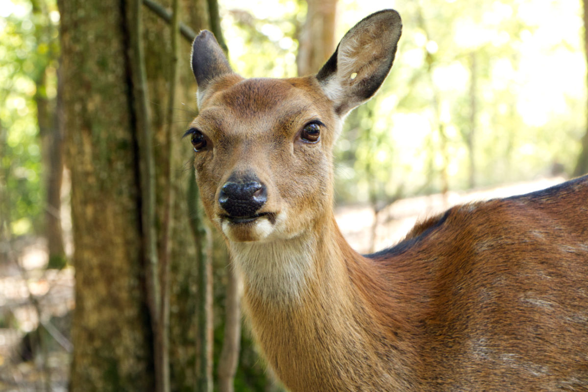 Wildpark Ernstbrunn: Wildtiere hautnah erleben