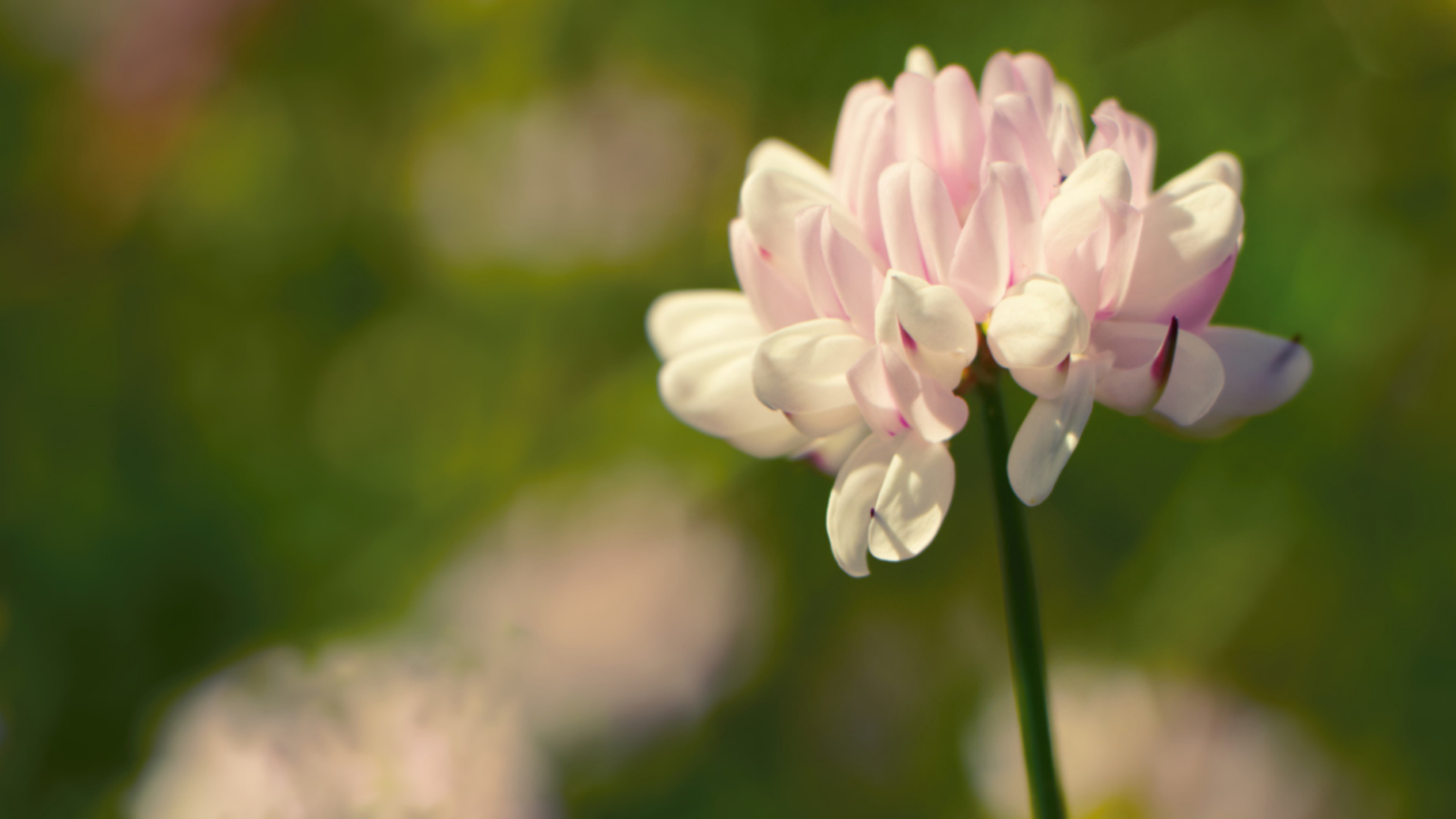 Ein schönes Bokeh fotografieren: So geht's!