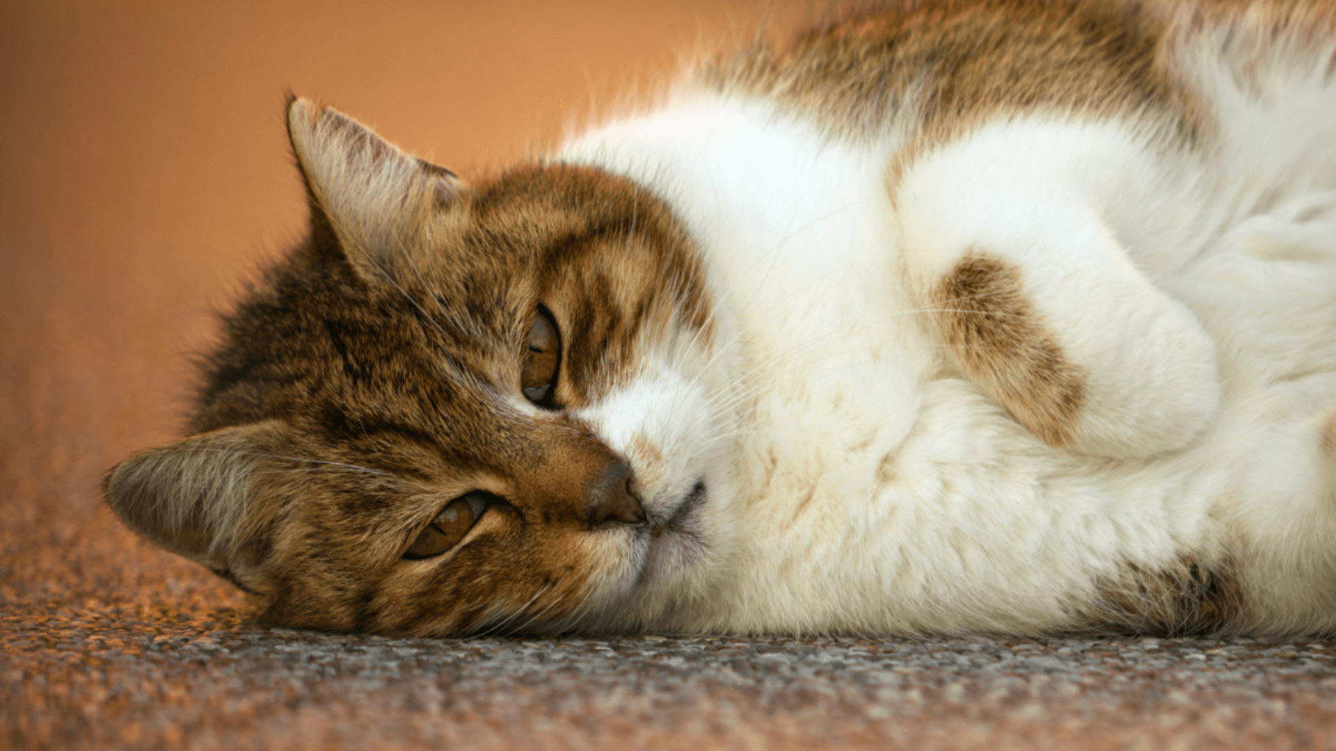 So kreierst du den perfekten Hintergrund für deine Katzenfotos ...