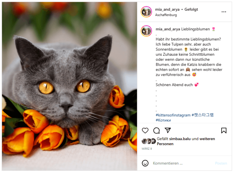 Meine 5 liebsten Katzen-Instagram-Accounts - Barbara Knie