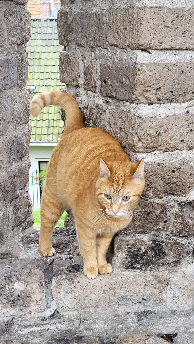 Leiden: Eine charmante Universitätsstadt mit historischem Flair ...