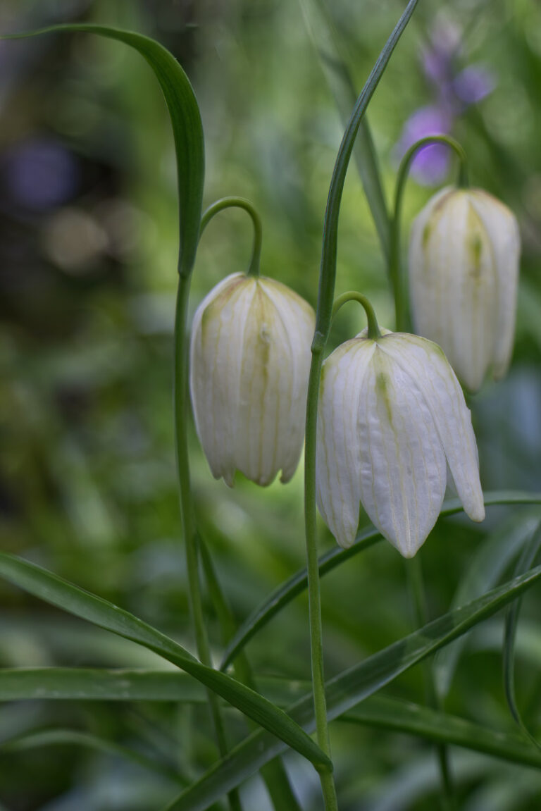 Leiden: Eine charmante Universitätsstadt mit historischem Flair ...