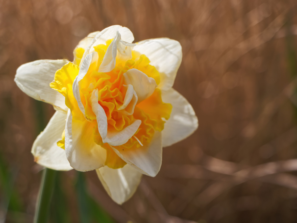 Leiden: Eine charmante Universitätsstadt mit historischem Flair ...