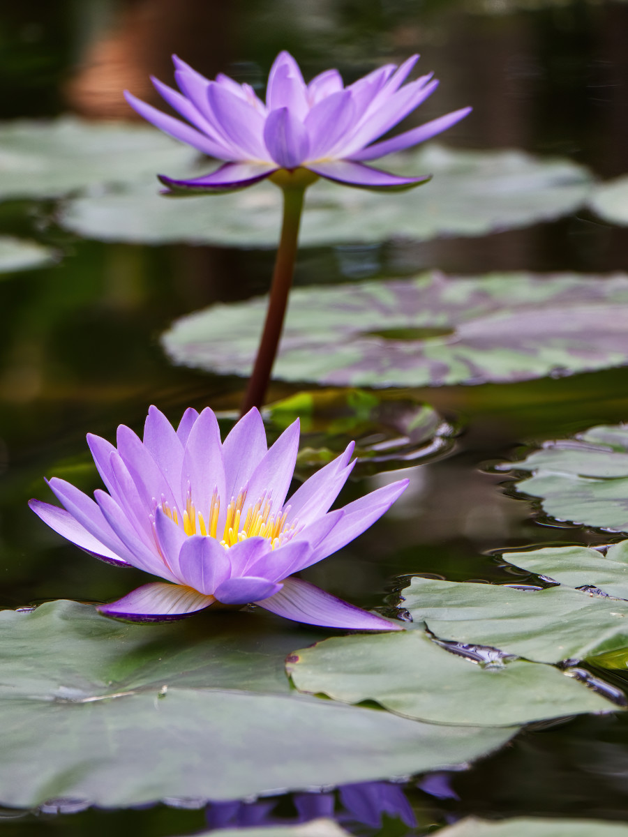 Leiden: Eine charmante Universitätsstadt mit historischem Flair ...