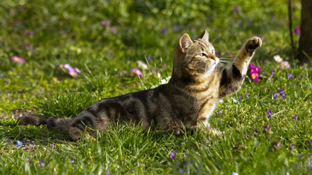 Katzen fotografieren: 50+ einfache Tipps für tolle Katzenfotos mit ...