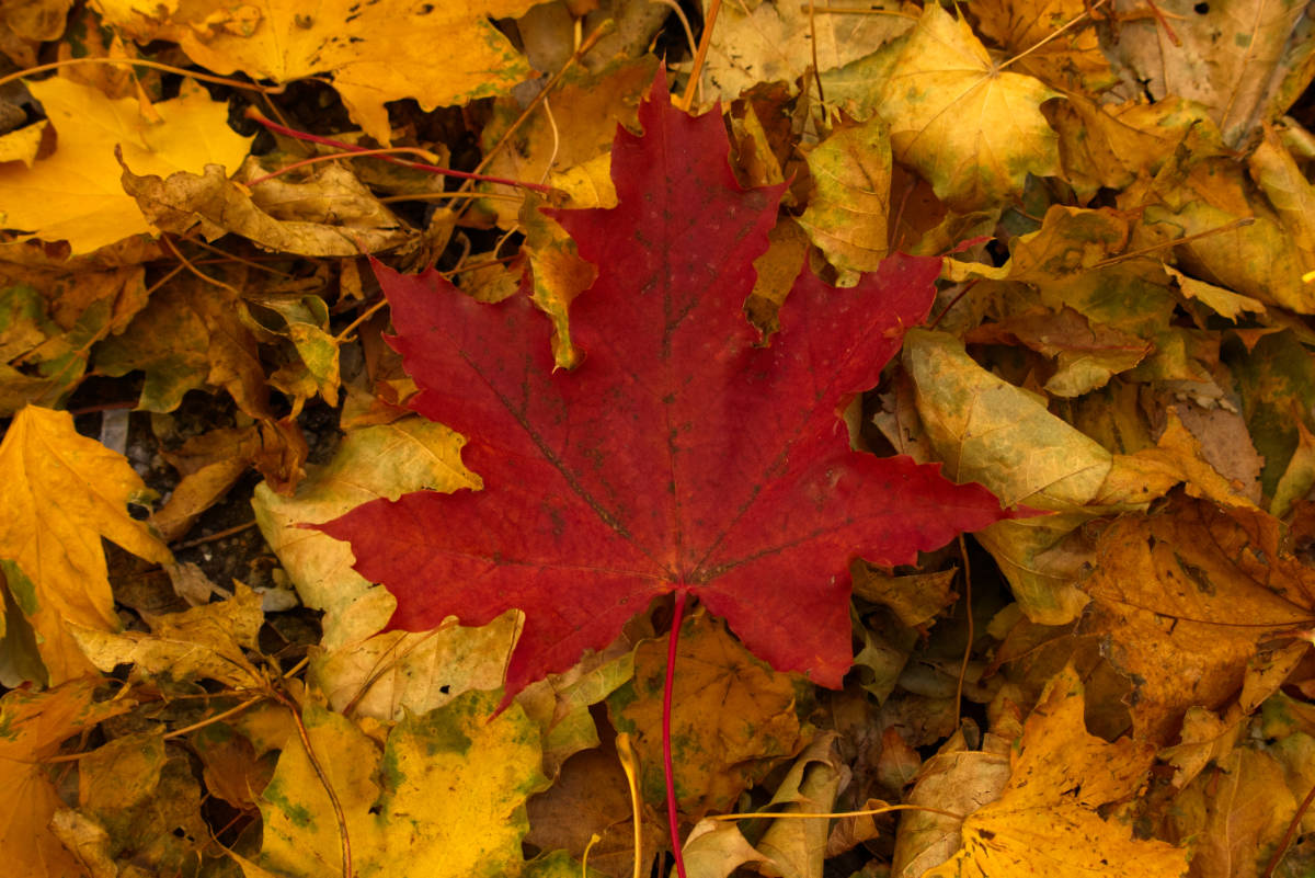 Fotografieren im Herbst: Fotoideen und Tipps - Barbara Knie
