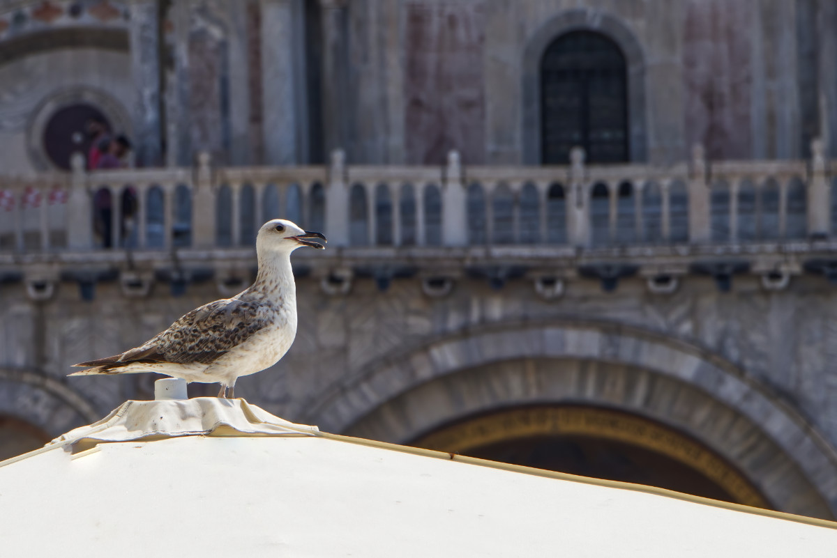 Venedig: Verzauberte Gassen und historische Brücken