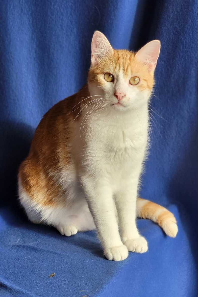 Tagebuch von Felix #9: Runder Geburtstag - Barbara Knie